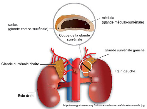 Les glandes surrénales - SanaNeo